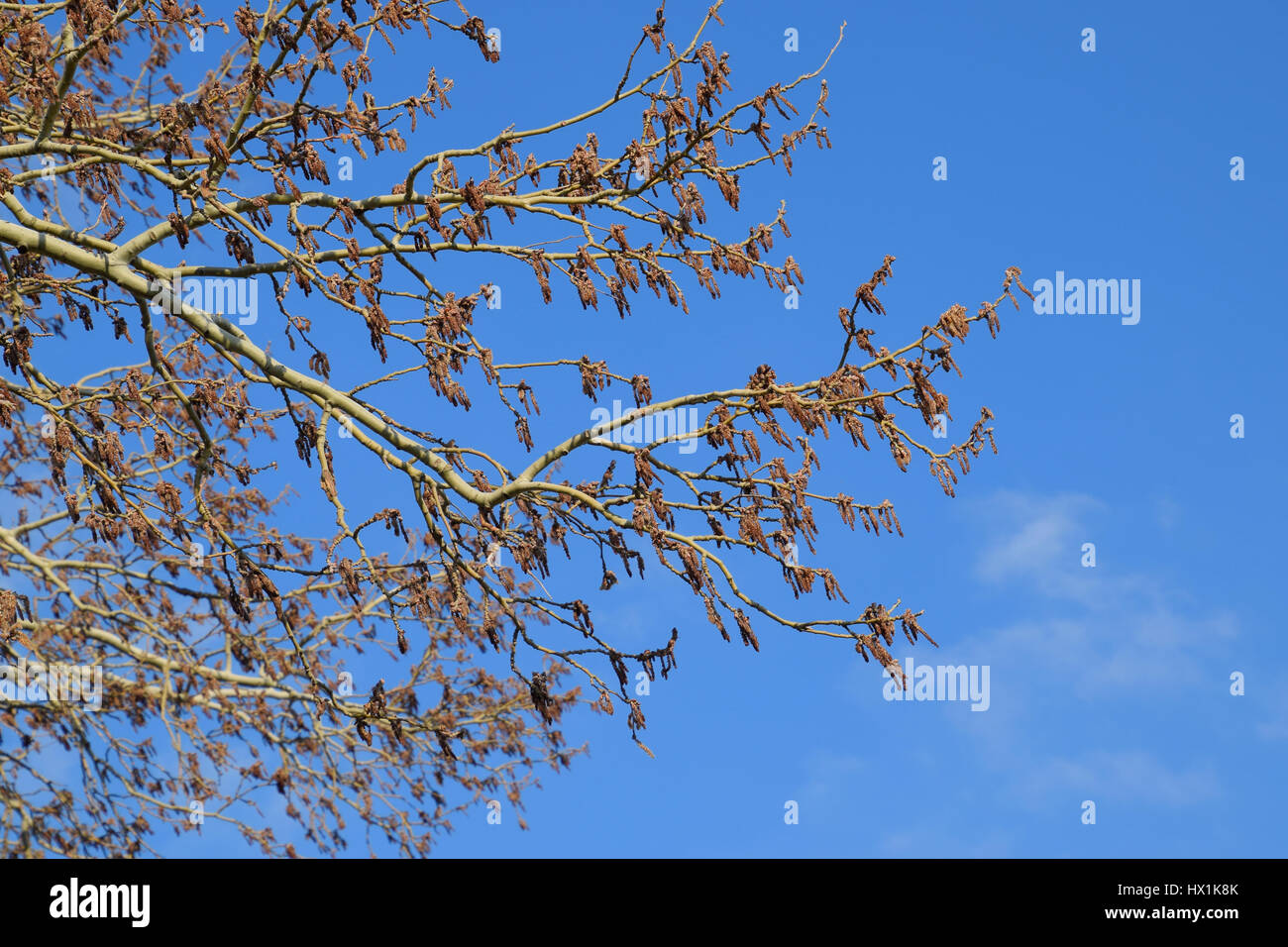 Blooming silver poplar. Silver poplar tree in spring. Poplar fluff from ...