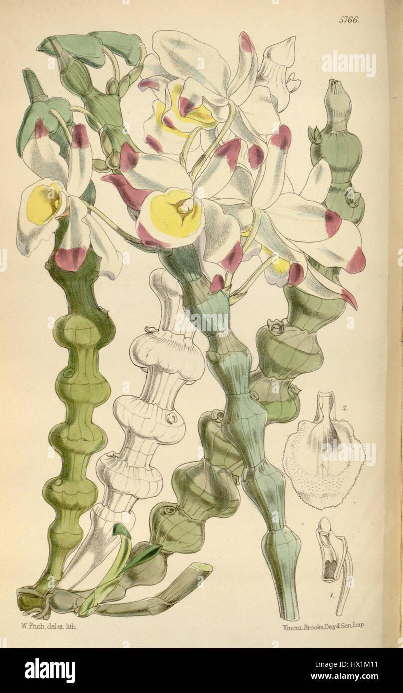 This botanical illustration depicts Dendrobium pendulum, formerly known ...
