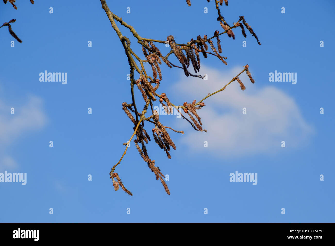 Blooming silver poplar. Silver poplar tree in spring. Poplar fluff from ...