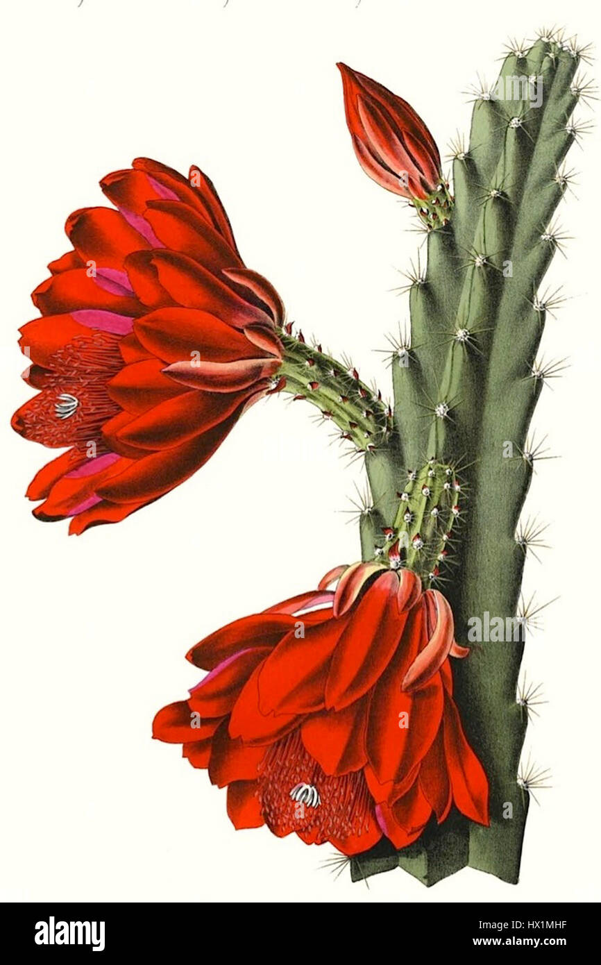 'Disocactus speciosus' is a species of cactus known for its vibrant ...
