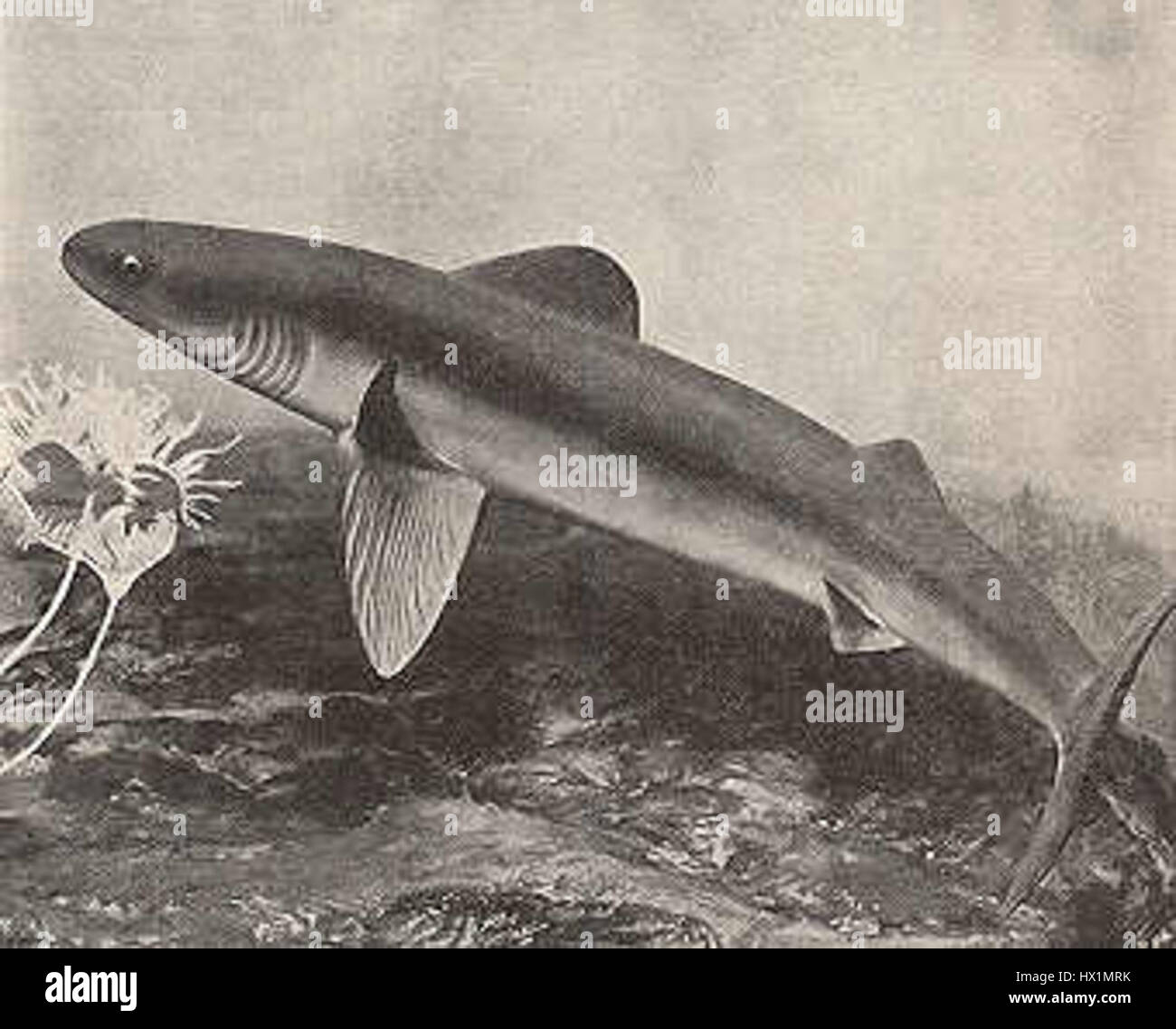 Early shark hi-res stock photography and images - Alamy