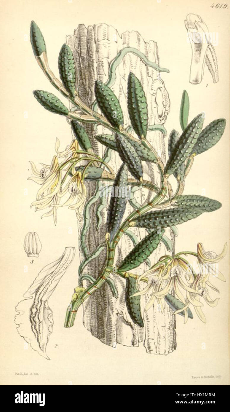 Dockrillia cucumerina is a species of orchid native to Australia, known ...