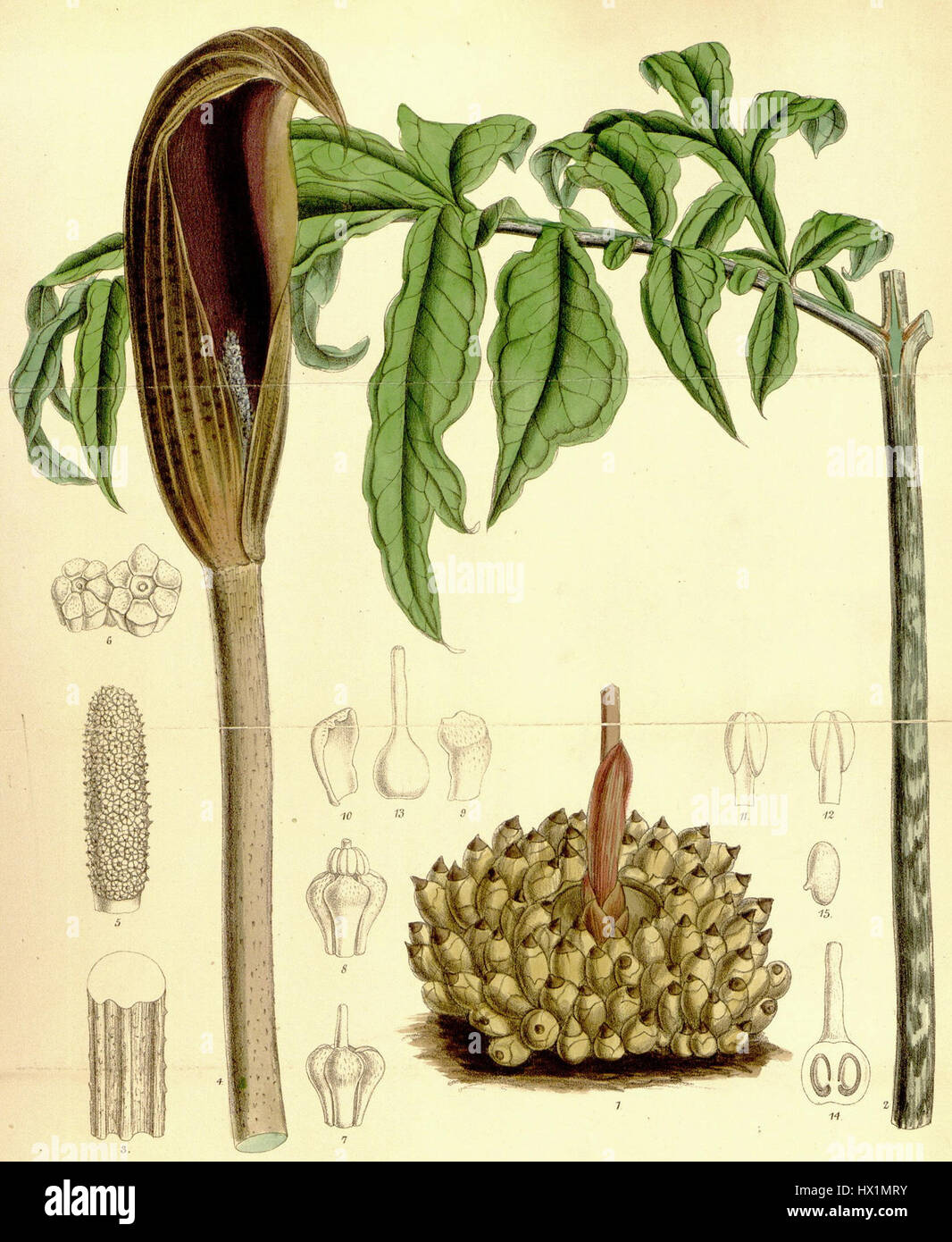 Dracontium asperum, commonly known as the rough dragon arum, is a plant ...