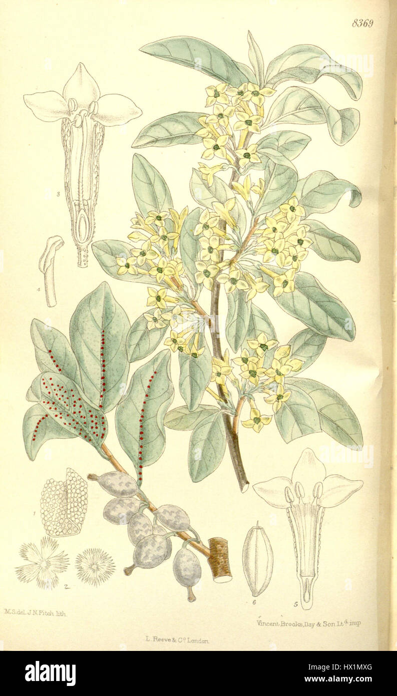 Elaeagnus argentea, commonly known as silverberry, is a shrub with ...