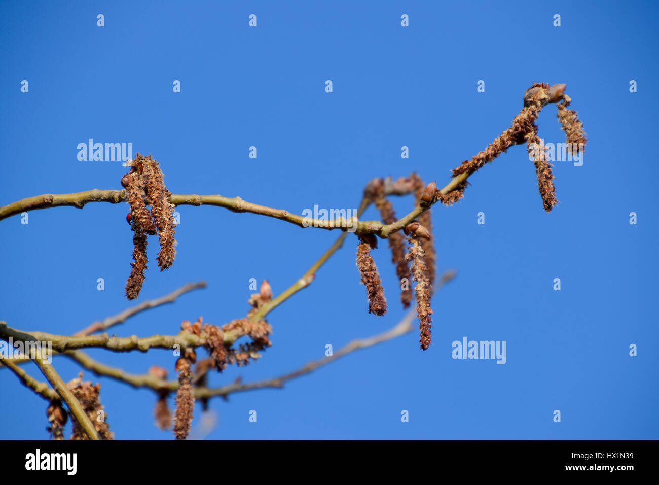 Aspen fluff hi-res stock photography and images - Alamy
