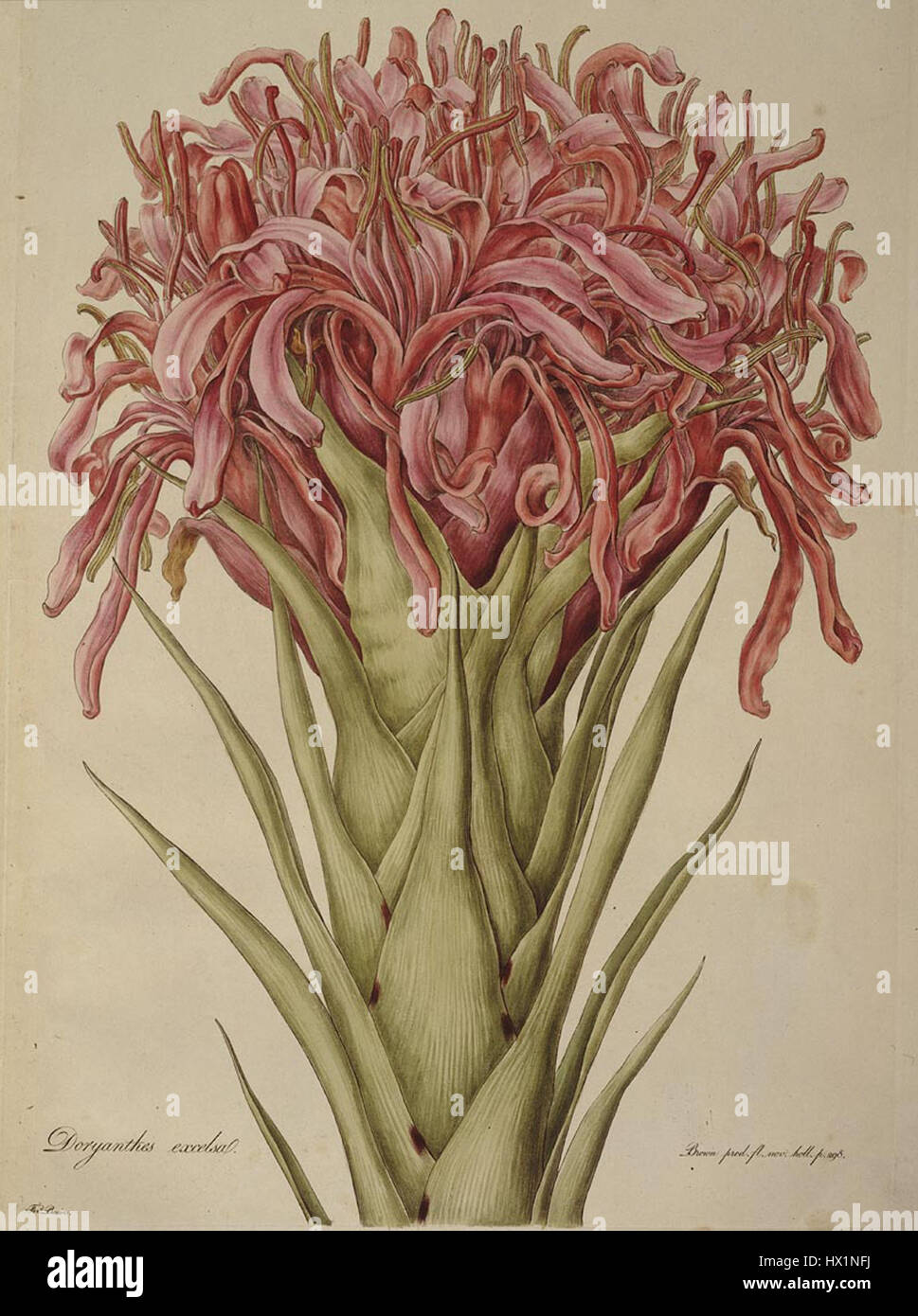 The illustration of Doryanthes excelsa, from 'Illustrationes Florae ...