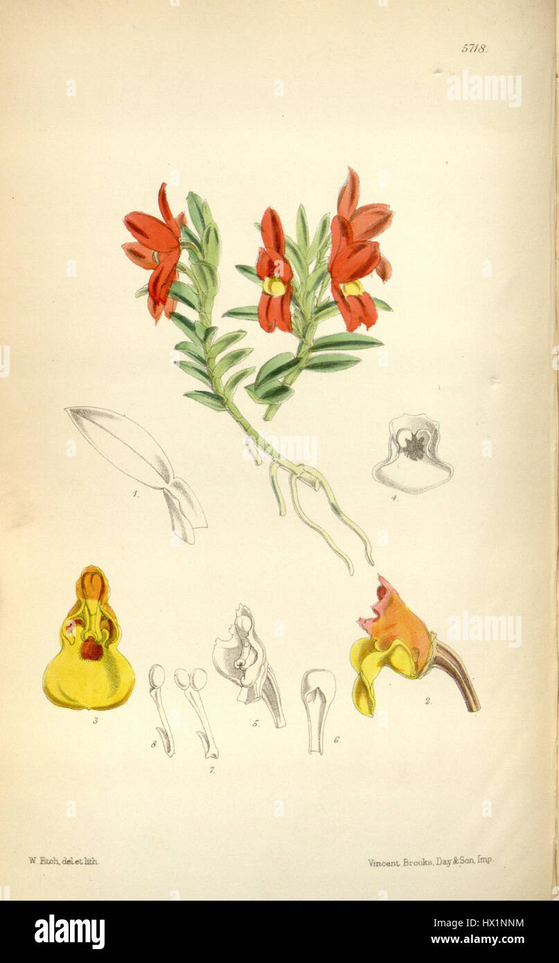 *Fernandezia maculata*, previously known as *Nasonia punctata*, is a ...