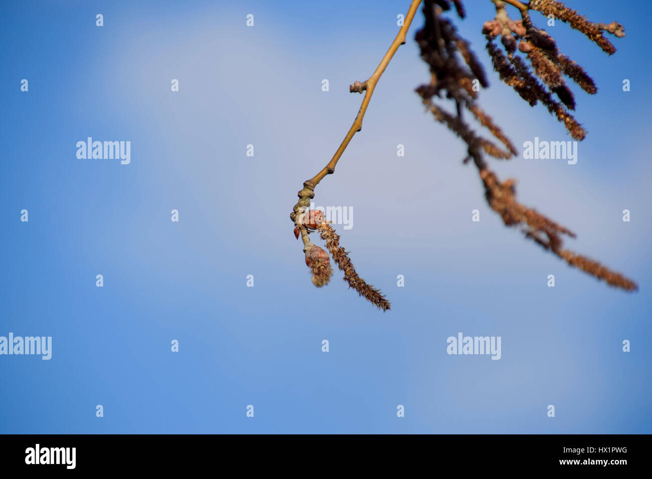 Aspen fluff hi-res stock photography and images - Alamy