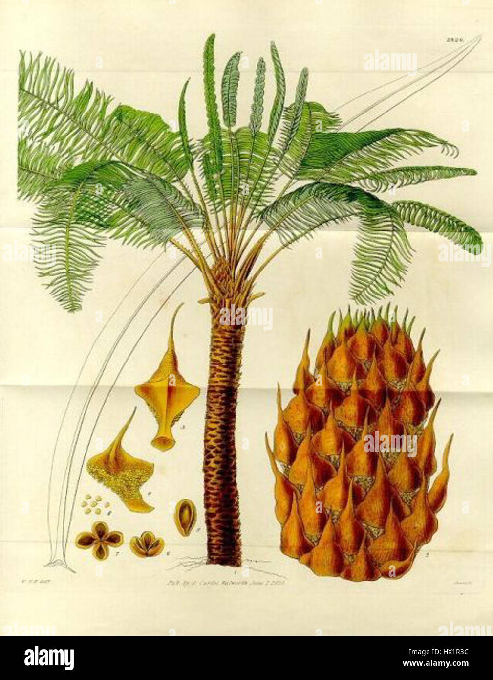 The drawing of Cycas circinalis illustrates the unique structure of ...