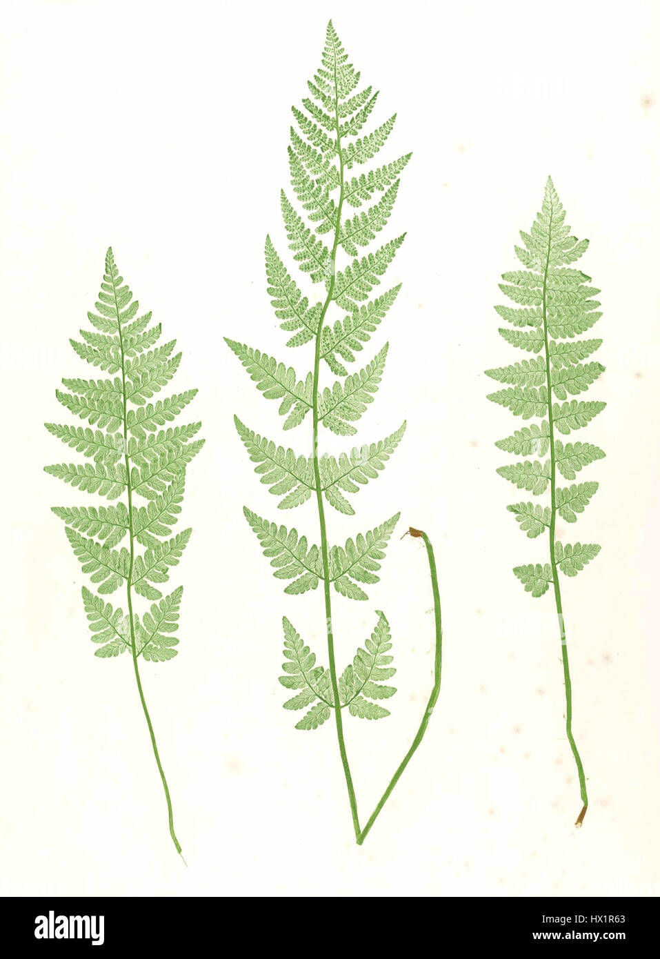 Dryopteris cristata, also known as the crested wood fern, is a species ...