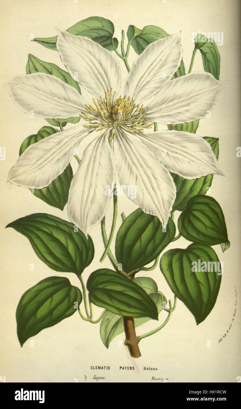 Clematis patens 'Helena' is a cultivar of clematis known for its large ...