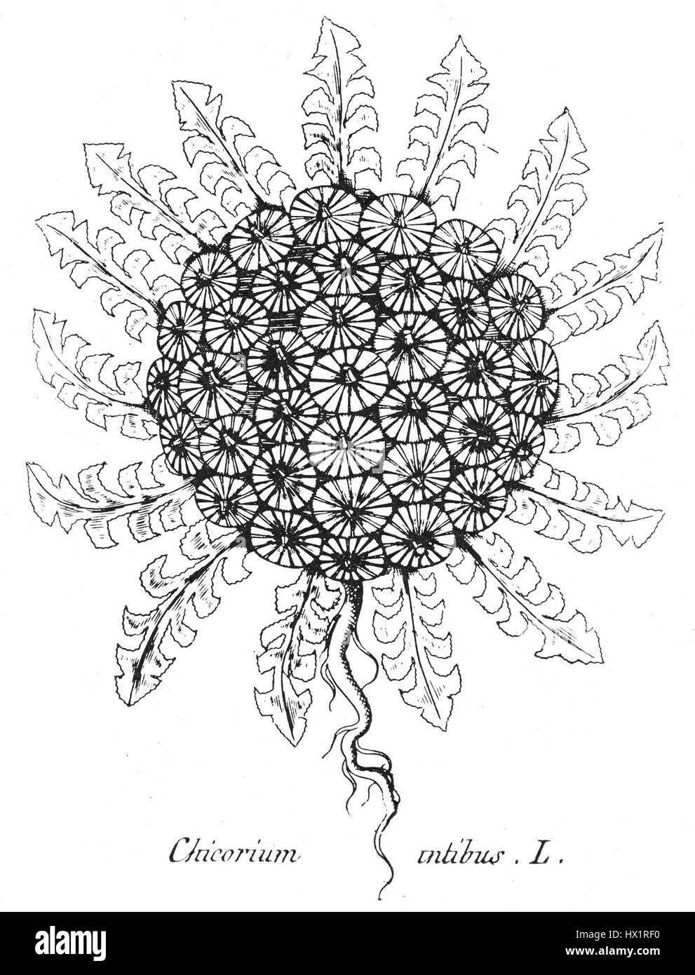 The 1796 illustration of Cichorium intybus, commonly known as chicory ...