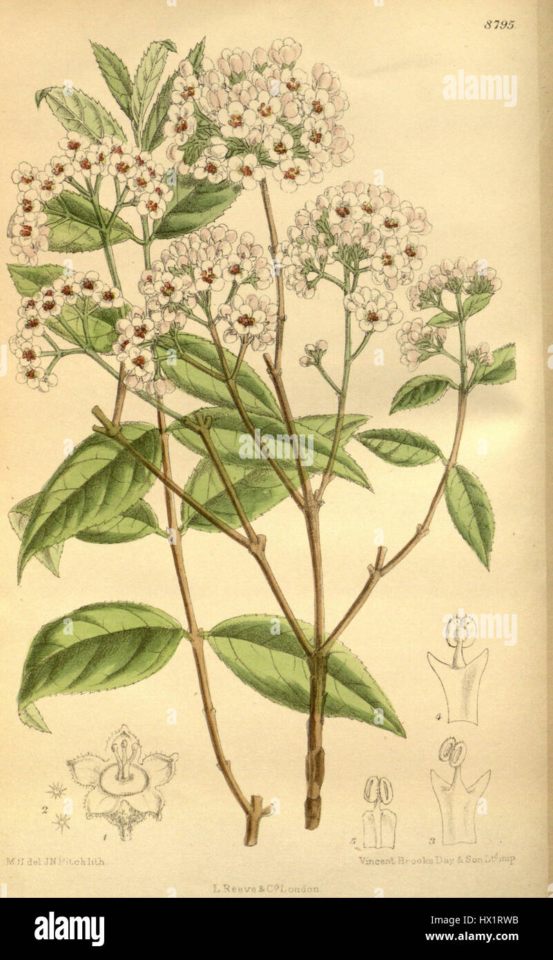 This title refers to a botanical illustration of Deutzia compacta, a ...