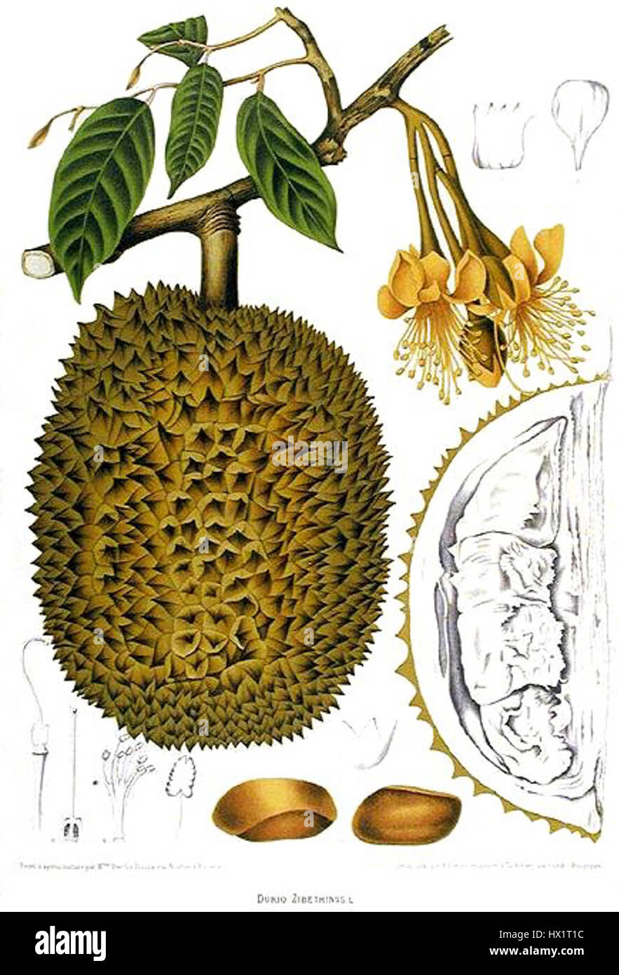 Durio zibethinus, known as the durian, is a tropical fruit native to ...
