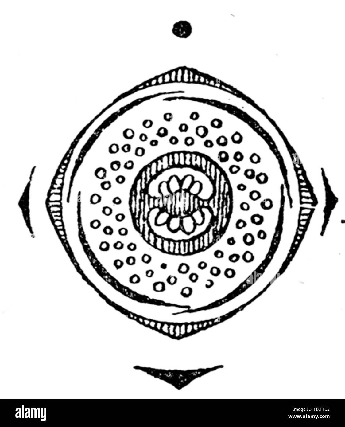 Aromatic flowering Black and White Stock Photos & Images - Alamy