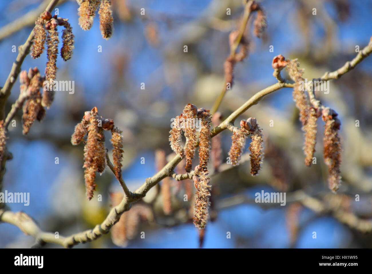 Silver leaved poplar hi-res stock photography and images - Alamy