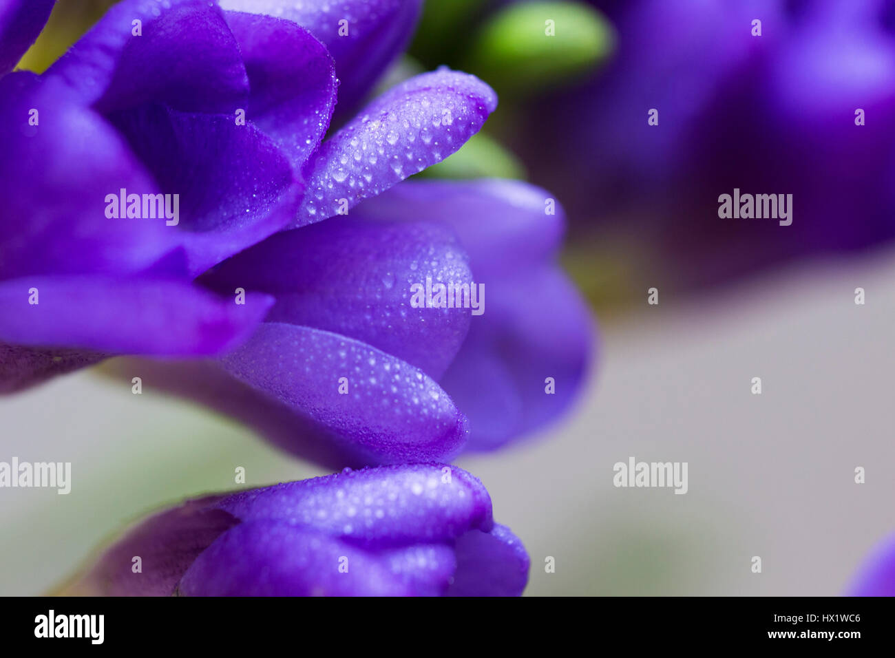 Purple Freesia Flower Stock Photo - Alamy