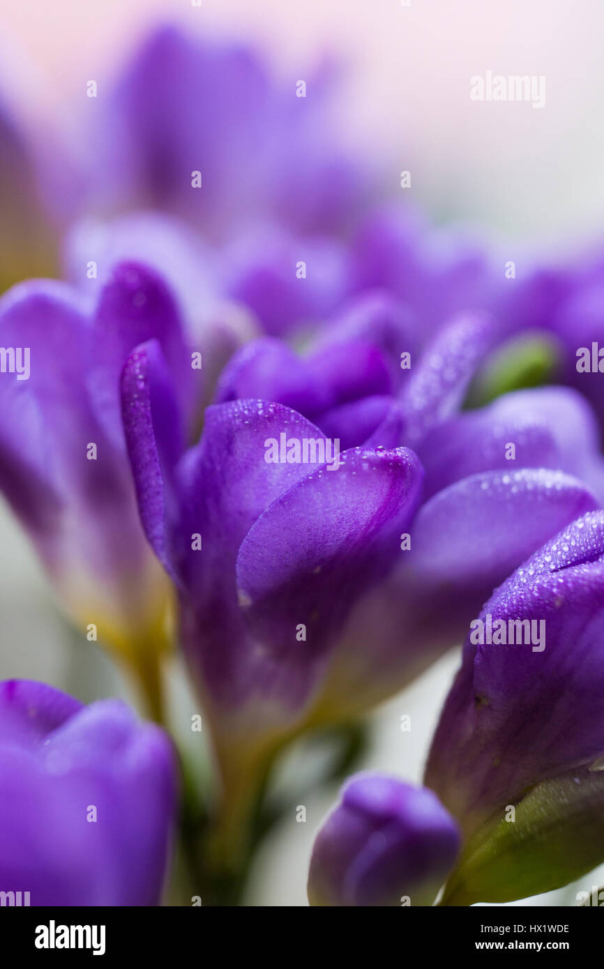 Purple Freesia Flower Stock Photo - Alamy