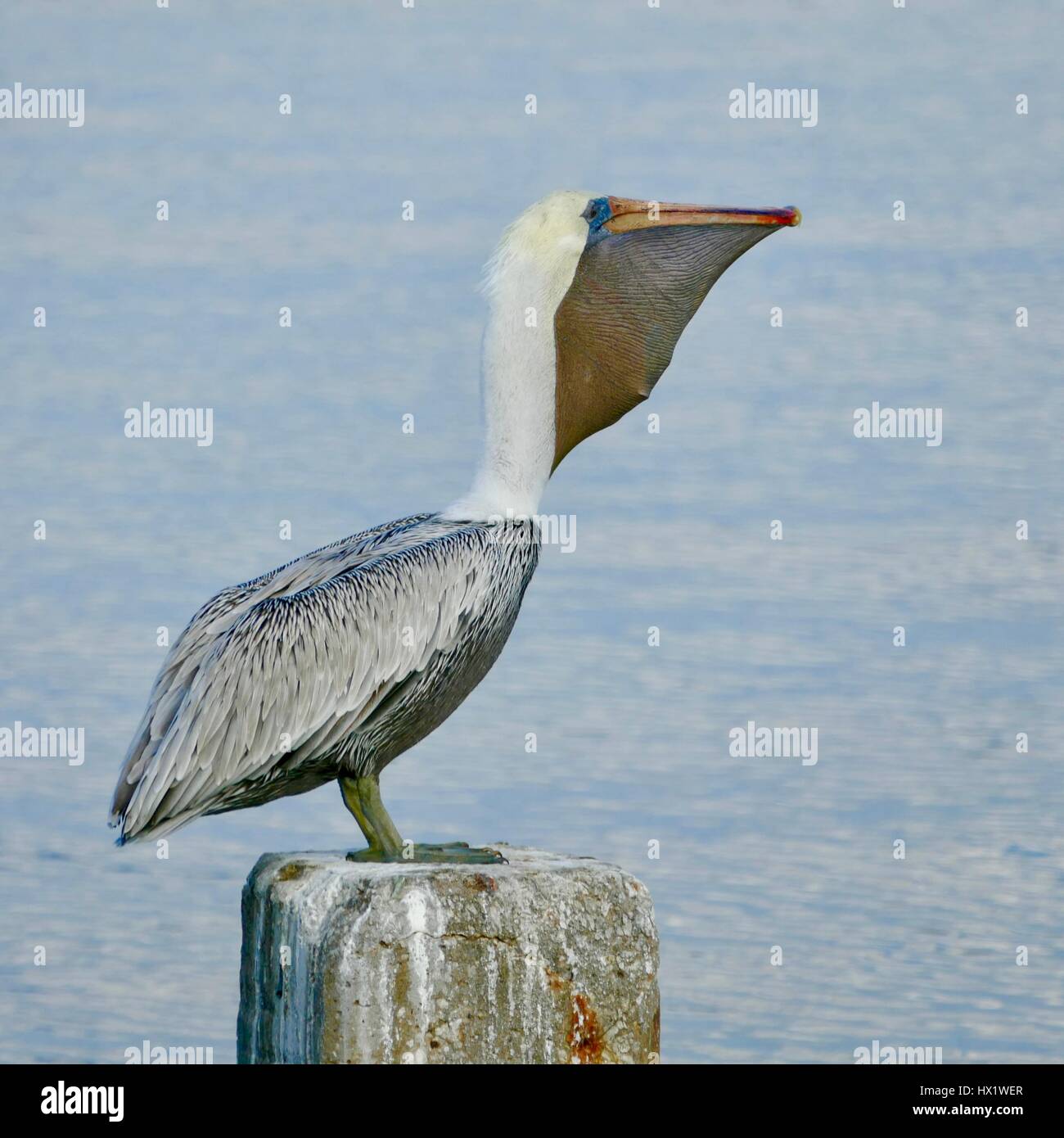 Brown pelican (Pelicans occidentalis) in profile with prey in its ...