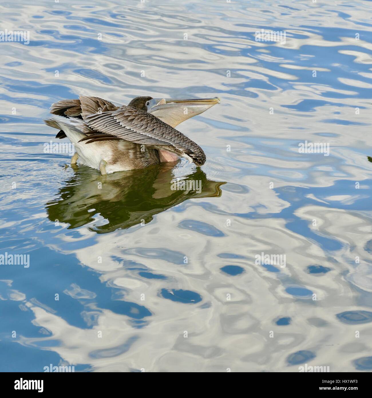 Brown pelican (Pelicans occidentalis) rear profile, loating with prey ...