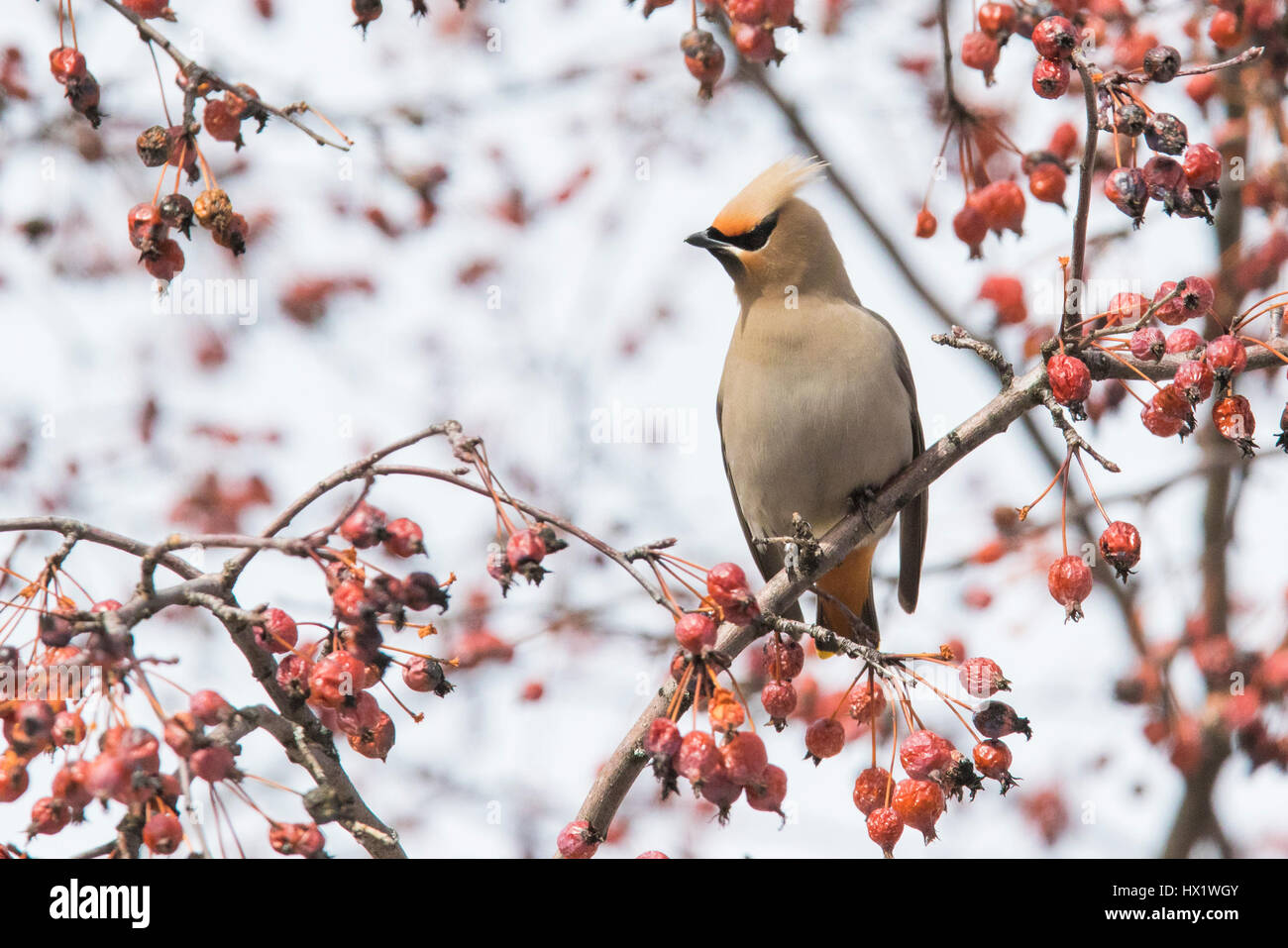 Bohemian Waxwing in winter Stock Photo - Alamy