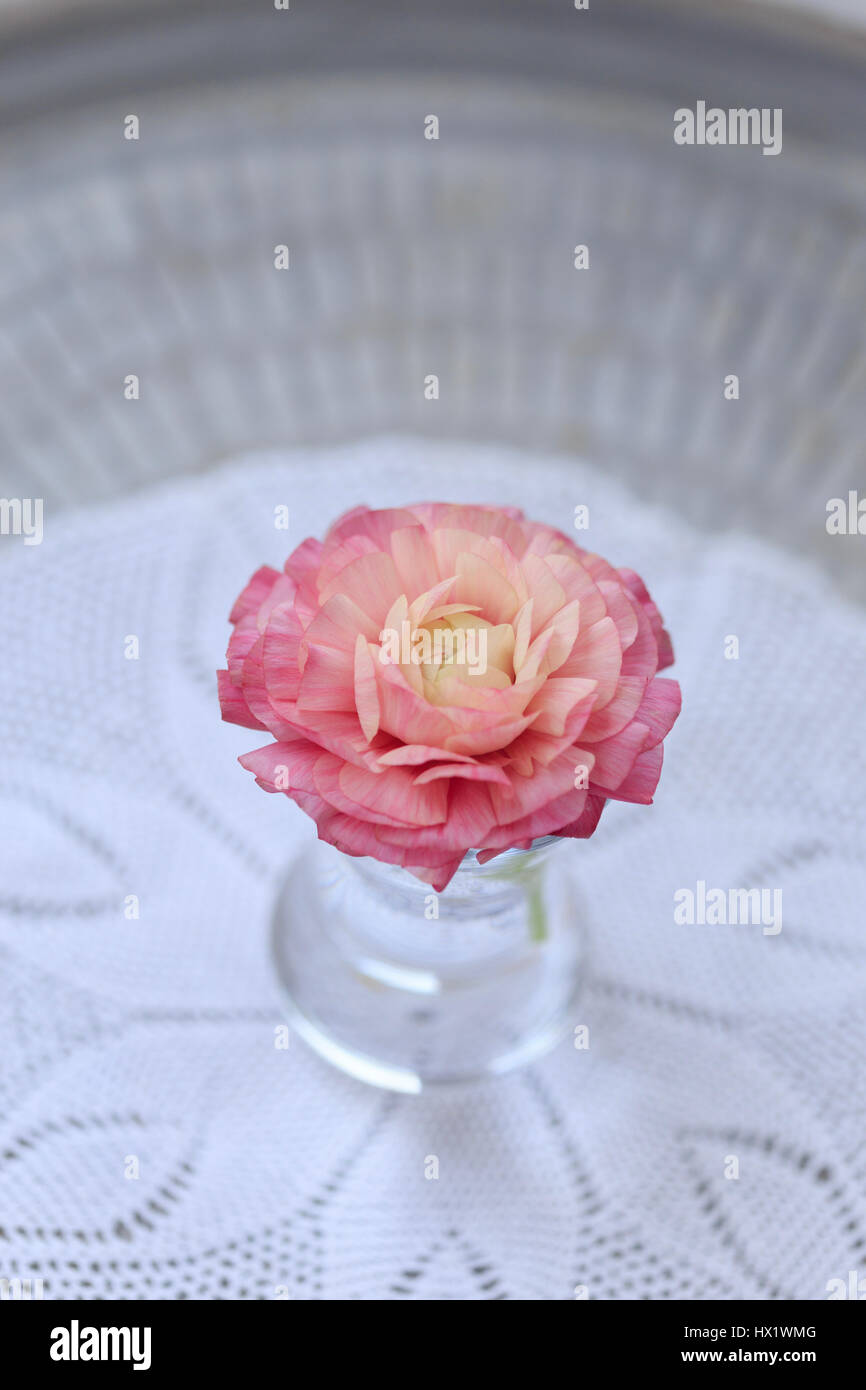 View from above of pink ranunculus in small glass vase placed on hand ...