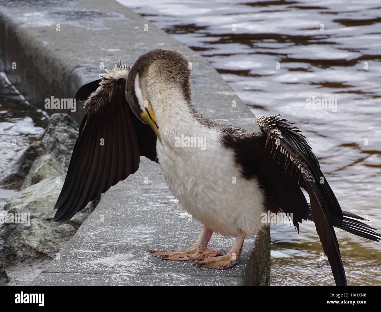 Comorant preening hi-res stock photography and images - Alamy