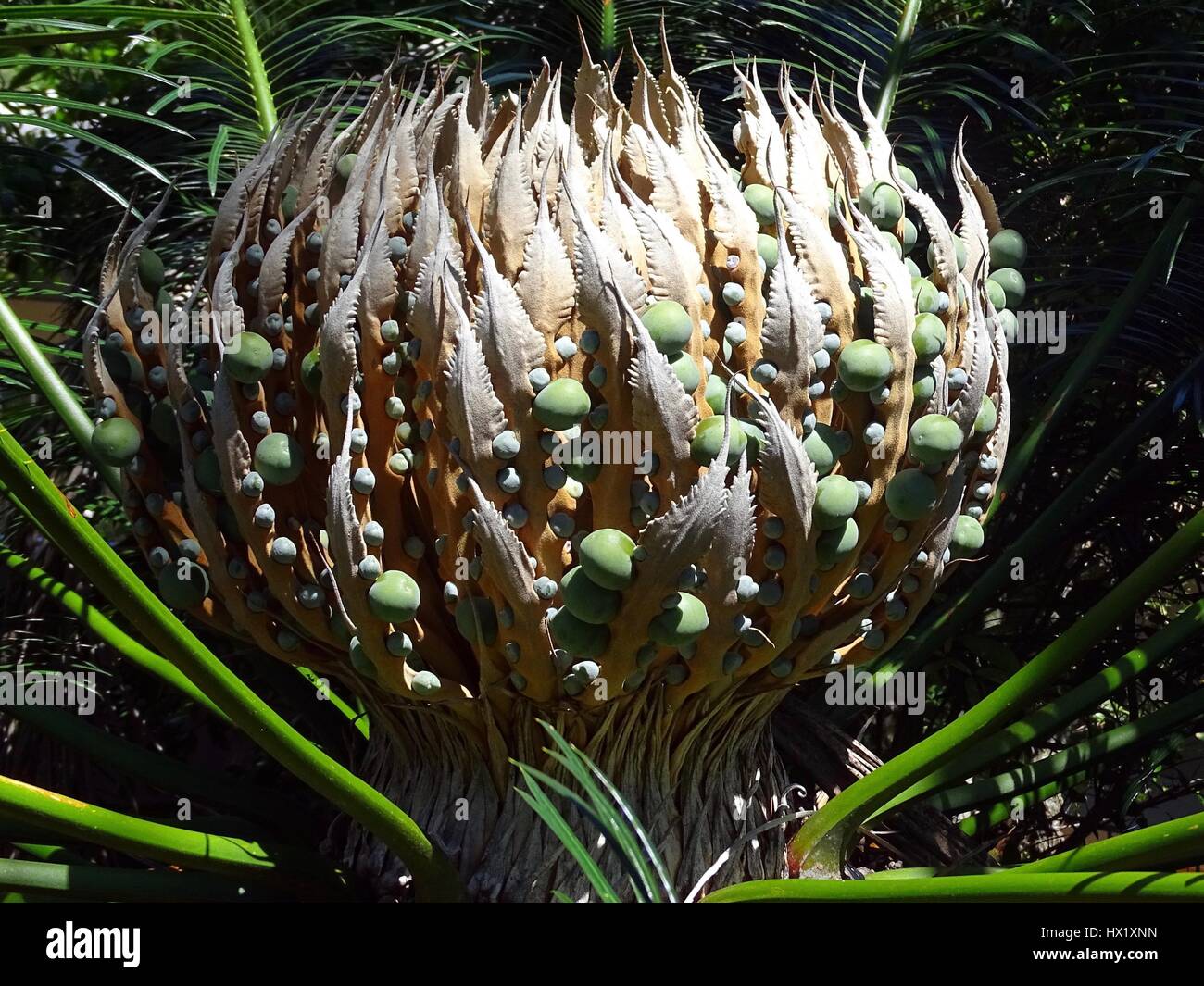 Cycad seed hi-res stock photography and images - Alamy