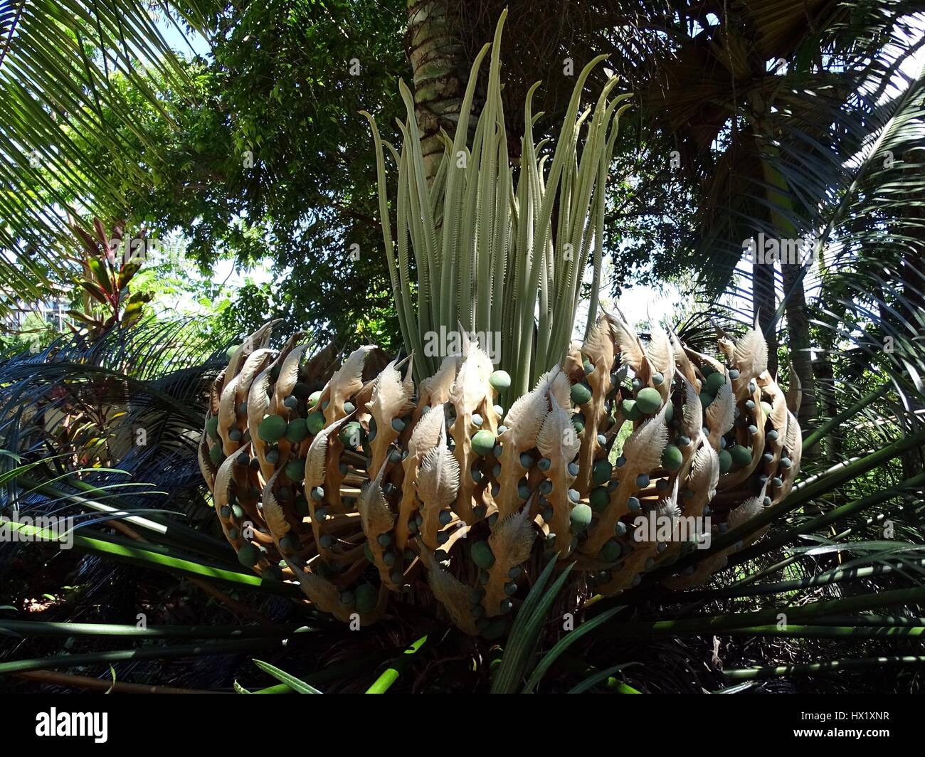 Cycad species australia hi-res stock photography and images - Alamy