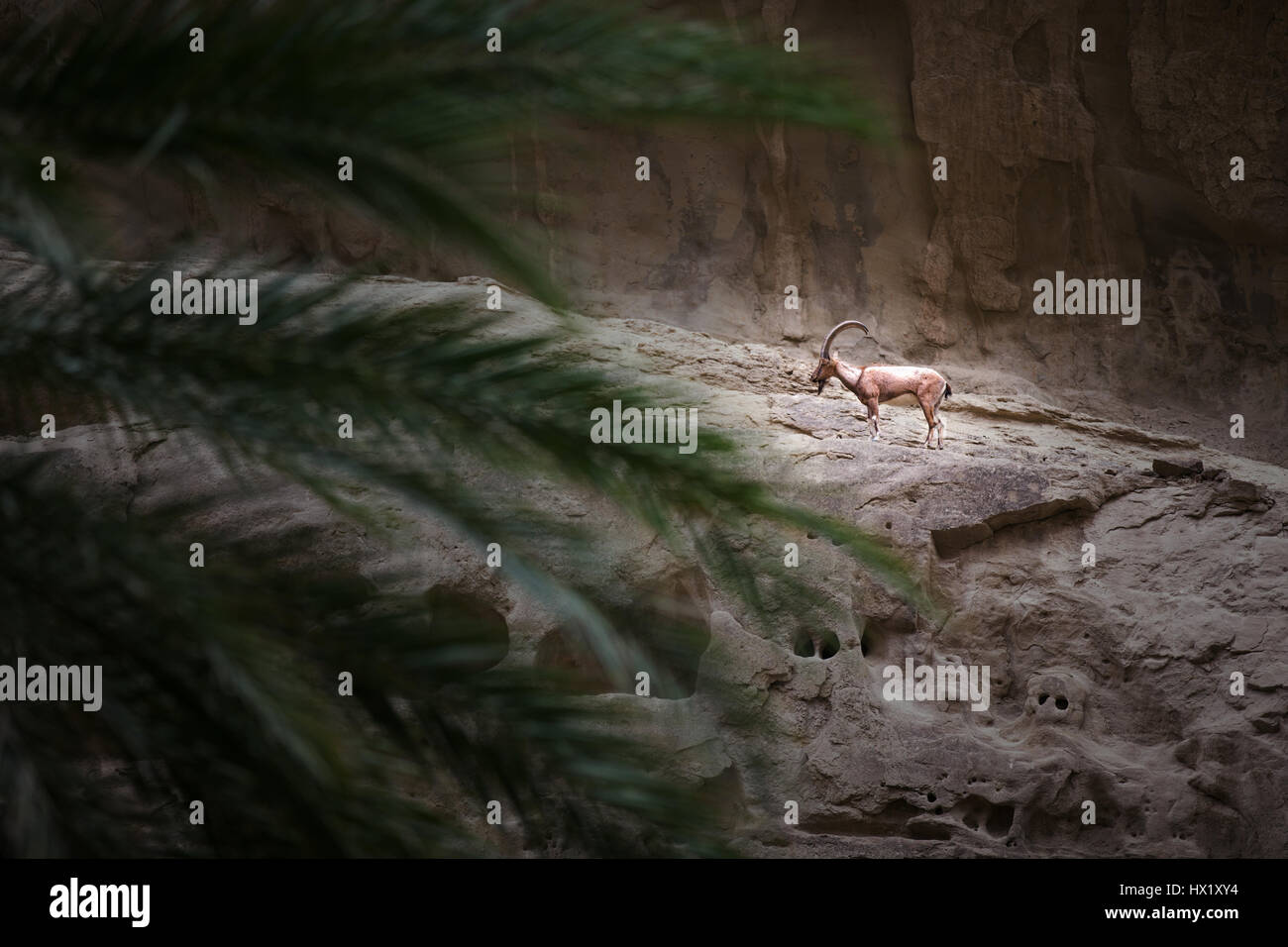 Sindh ibex hi-res stock photography and images - Alamy