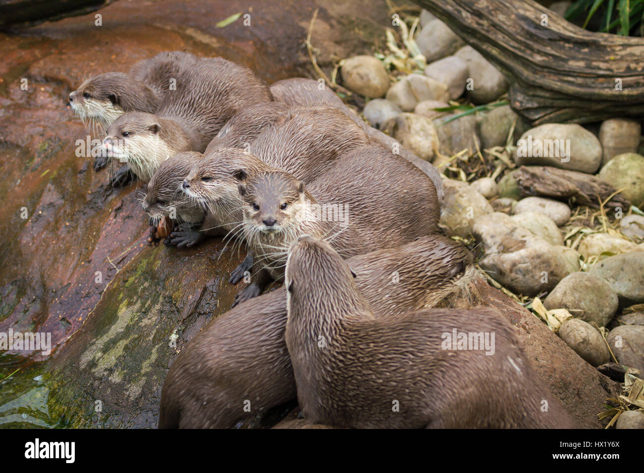 Otters water zoo hi-res stock photography and images - Alamy