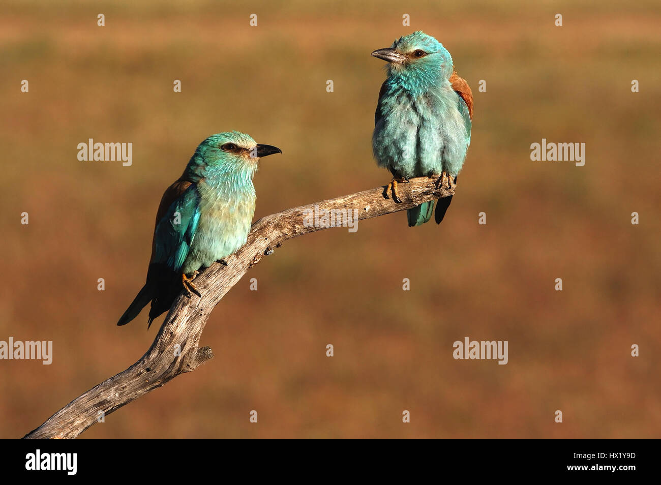 Coracias garrulus european roller hi-res stock photography and images ...