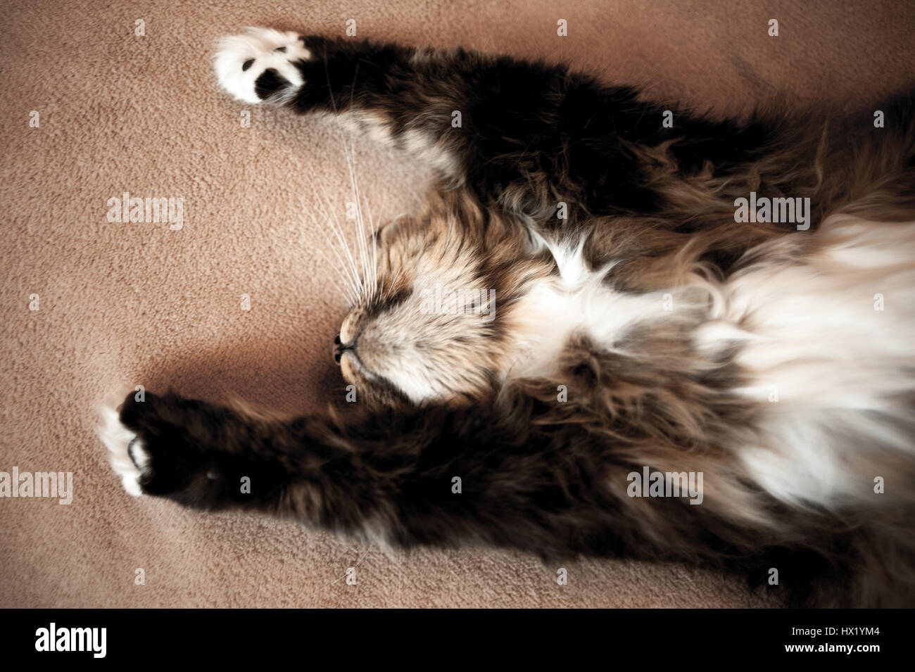 Gray kitten cat with stripped fur chest Stock Photo - Alamy