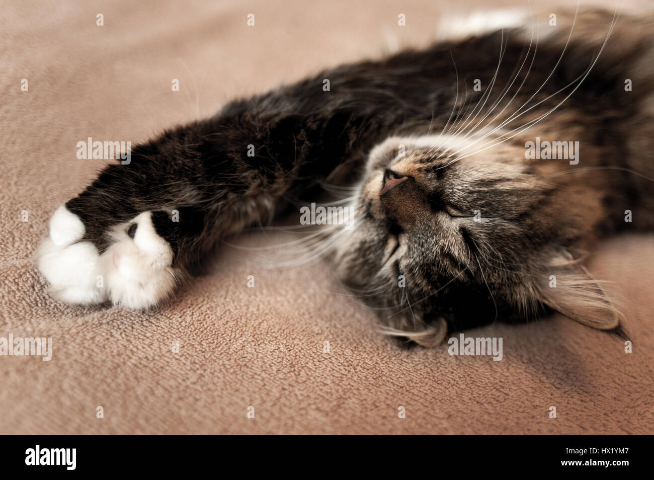 Gray kitten cat with stripped fur chest Stock Photo - Alamy