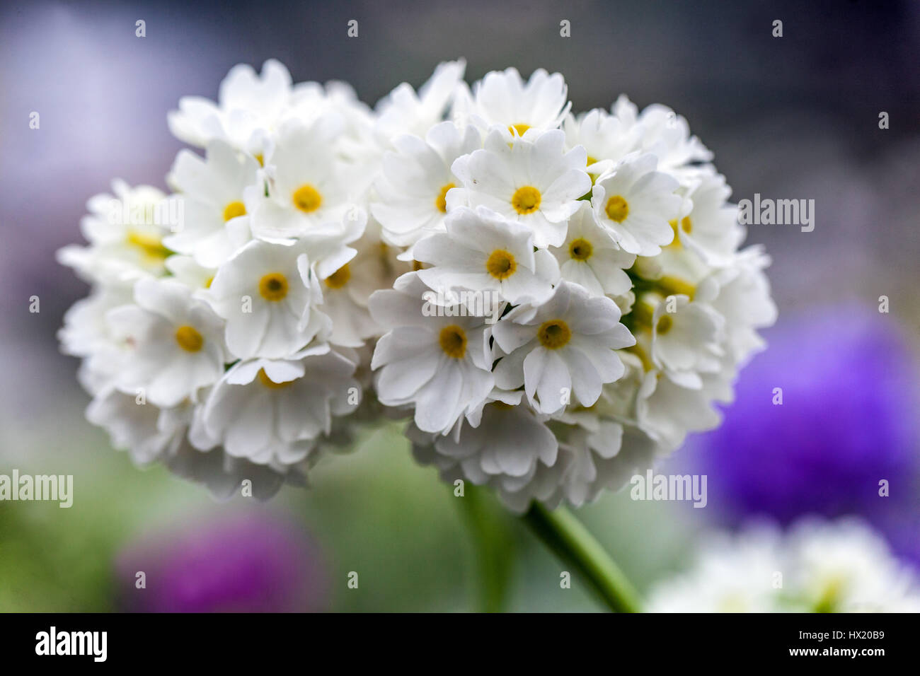 Primula denticulata 'Corolla White', Drumstick Primroses, early spring ...