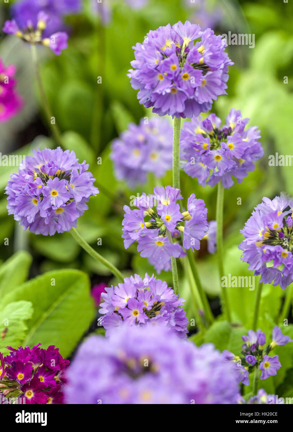 Primula denticulata 'Corolla Blue', Drumstick Primroses, early spring ...