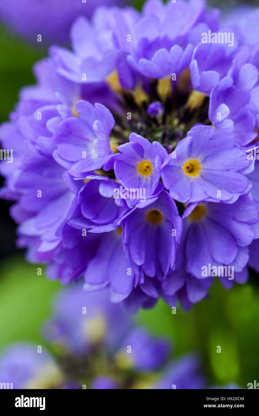 Primula denticulata 'Corolla Blue', Drumstick Primroses, early spring ...