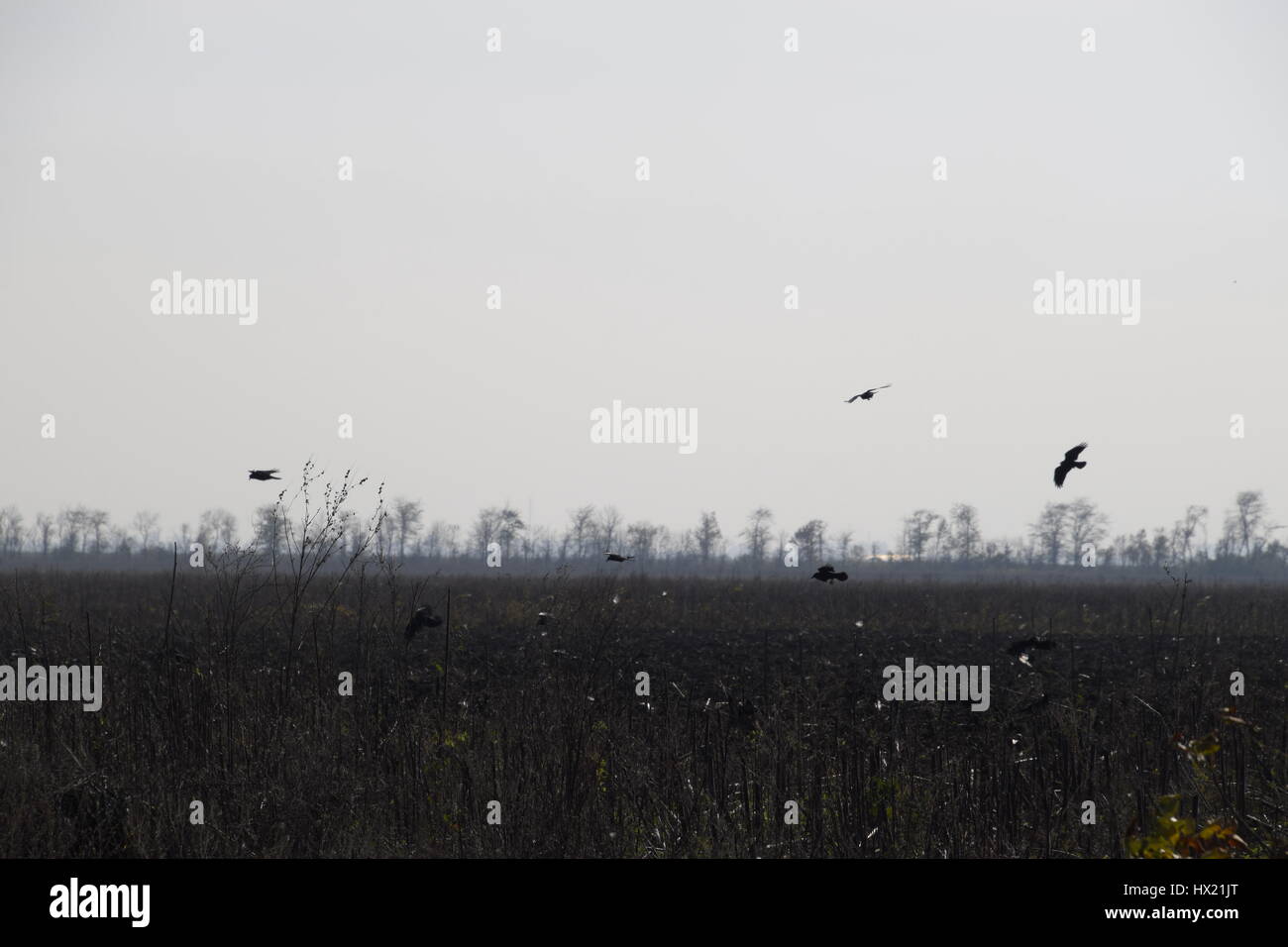 Crows circling above the plowed field in search of worms Stock Photo ...