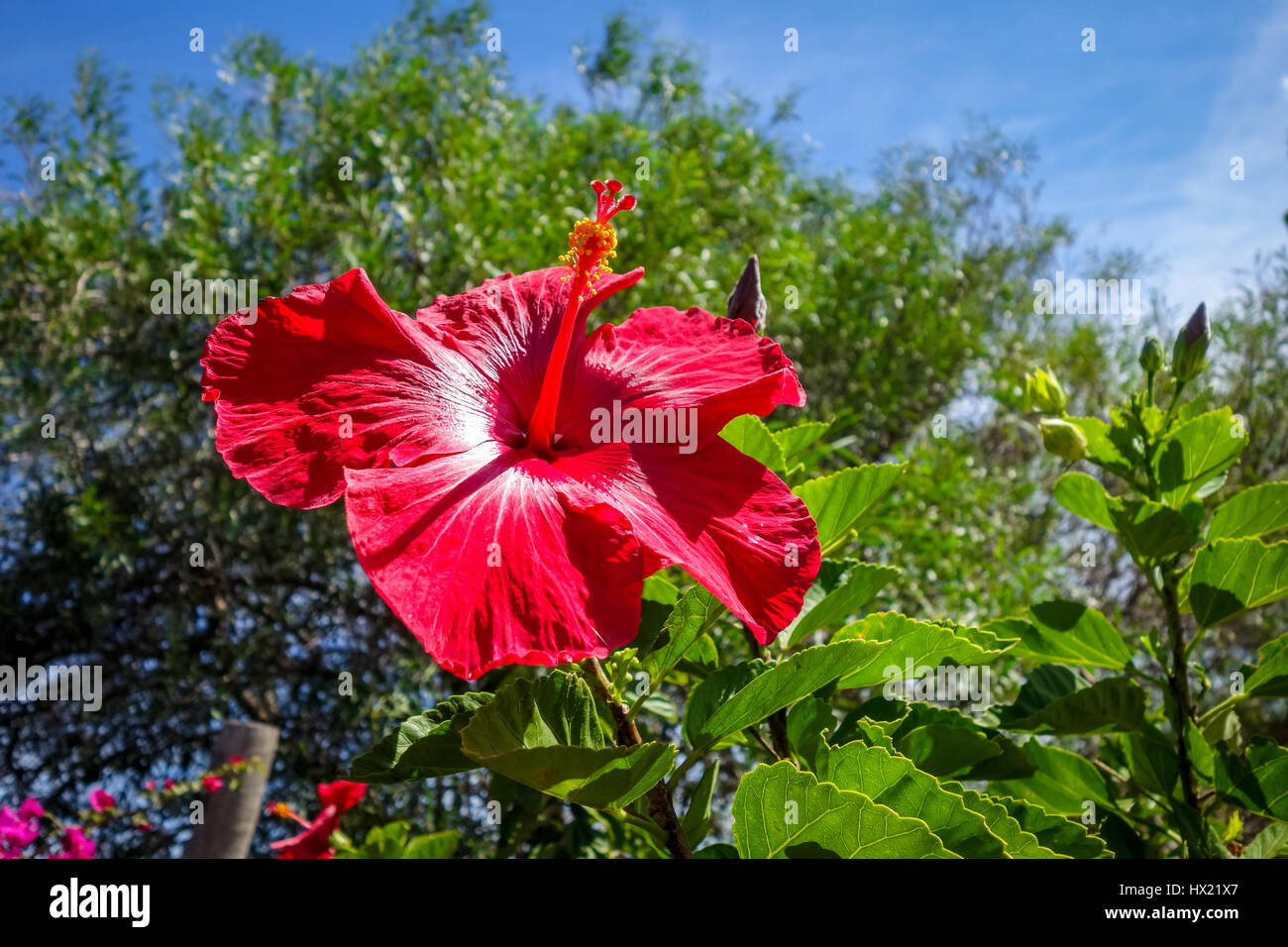 Red hibiscus flower close up - polynesian symbol Stock Photo - Alamy