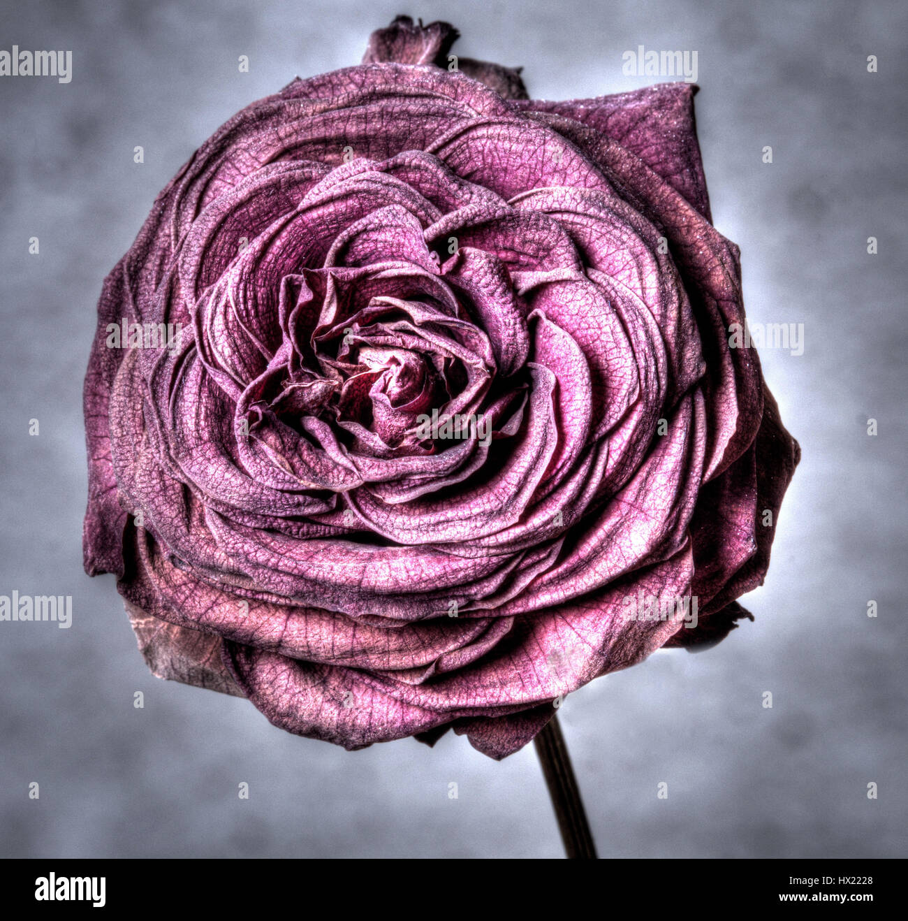 Dying rose hi-res stock photography and images - Alamy