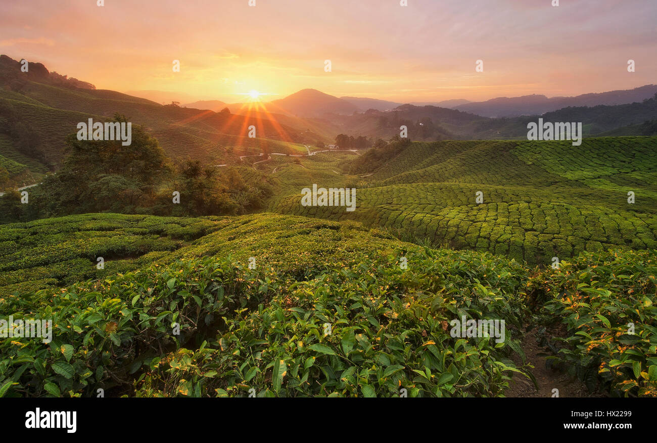 Beautiful Tea Plantation View At Cemeron Highland Stock Photo - Alamy