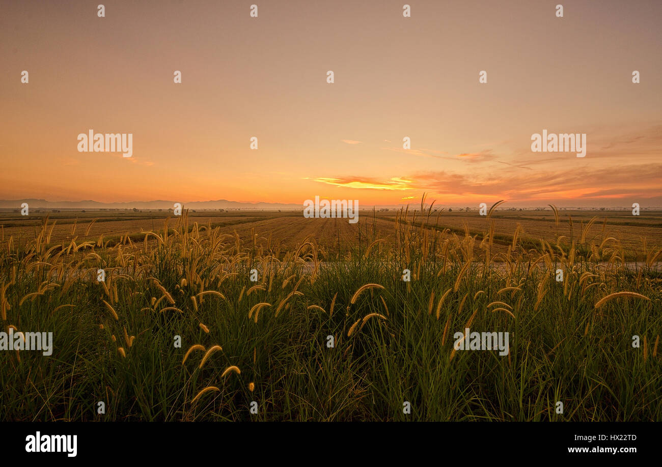 Beautiful sunset sekinchan paddy field hi-res stock photography and ...