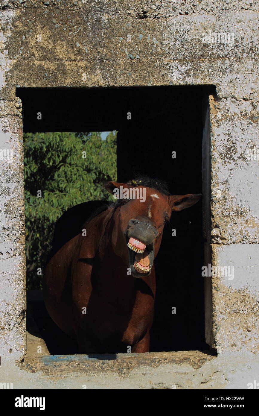 Horseplay hi-res stock photography and images - Alamy