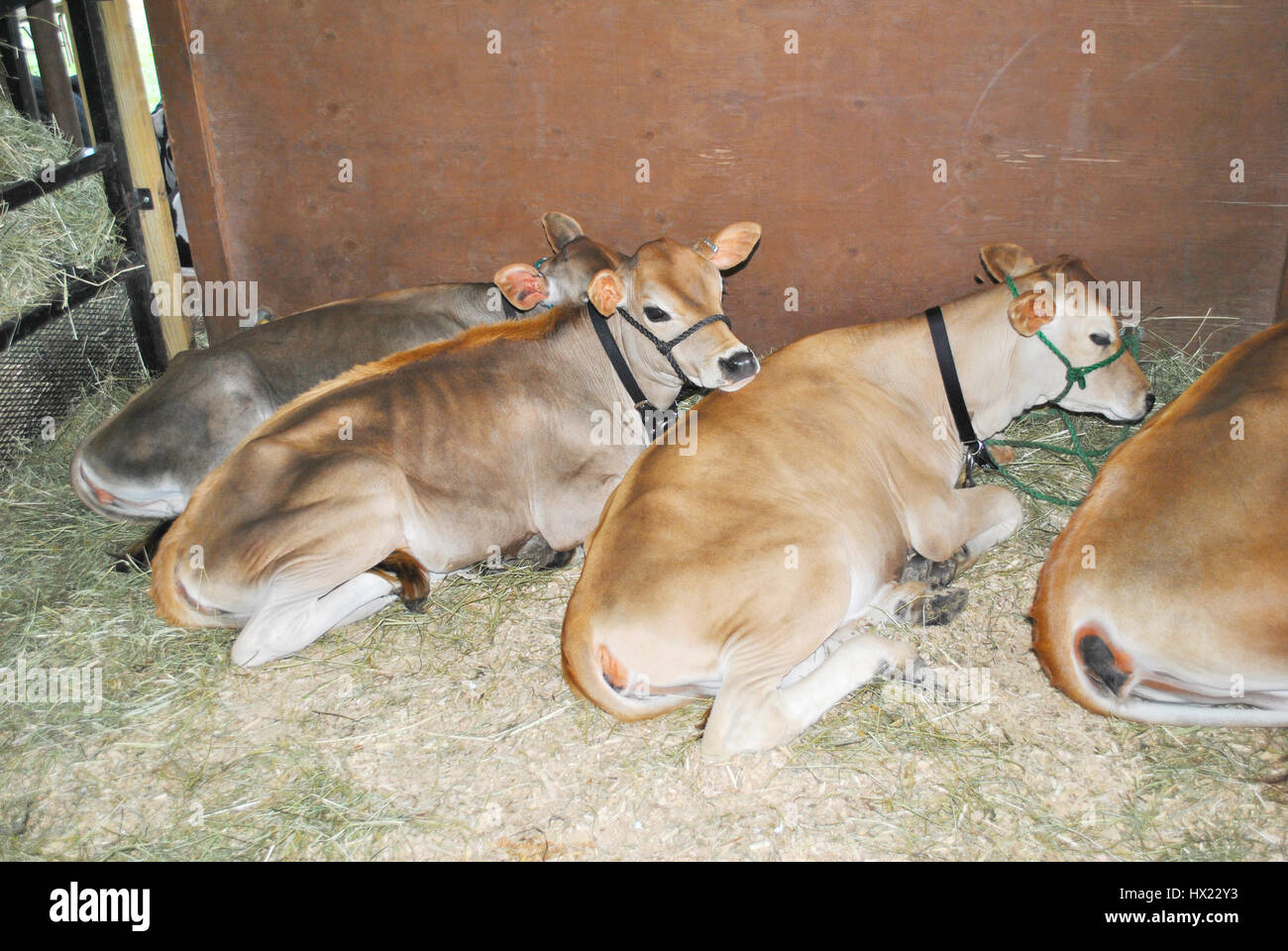 Show Cows Laying in a Bed of Hay at a Fair Stock Photo - Alamy