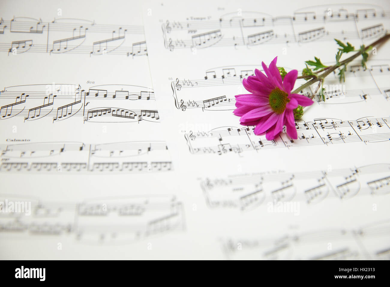 Score and flower Stock Photo - Alamy