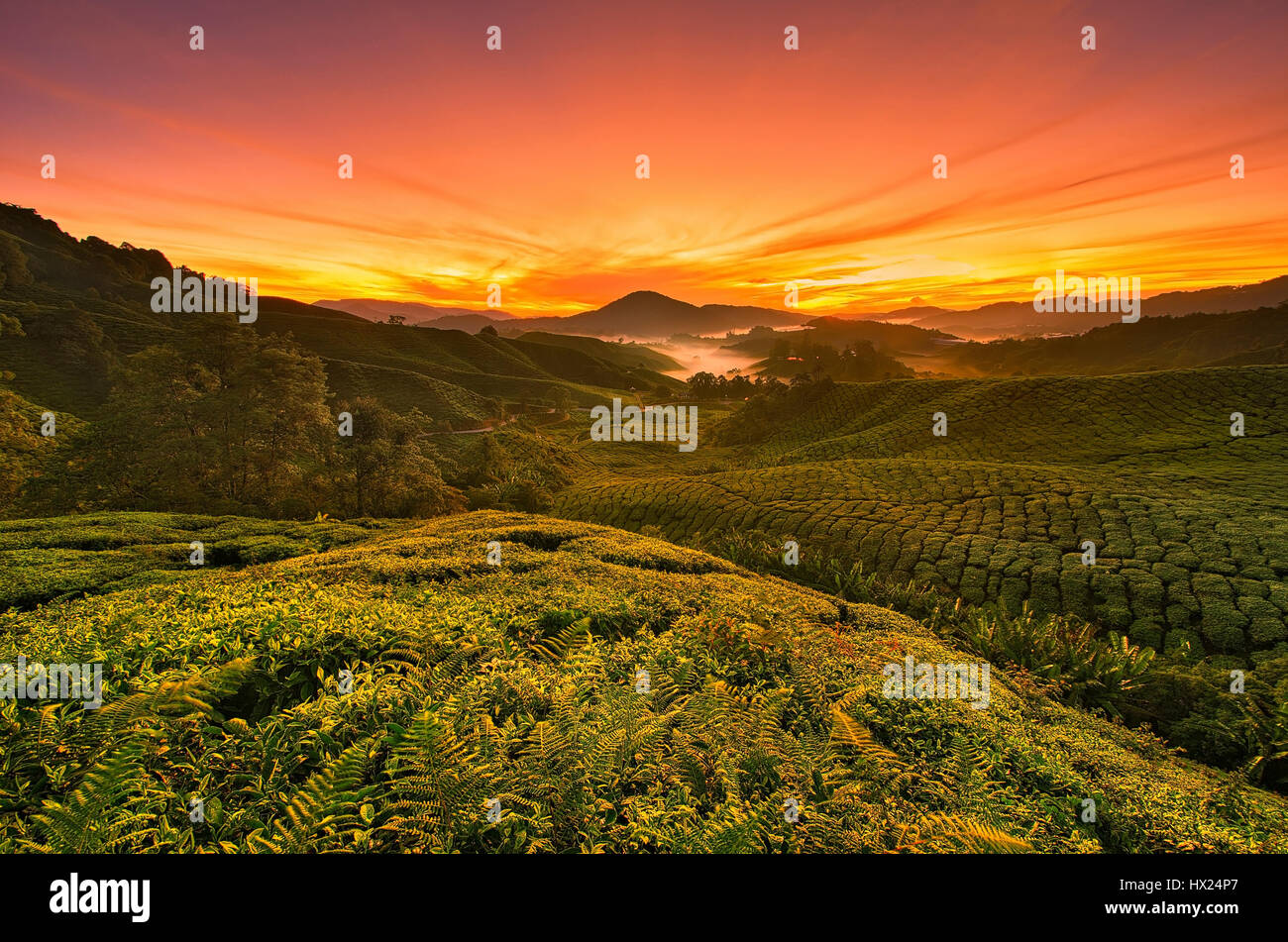 Cameron highlands sunrise hi-res stock photography and images - Alamy