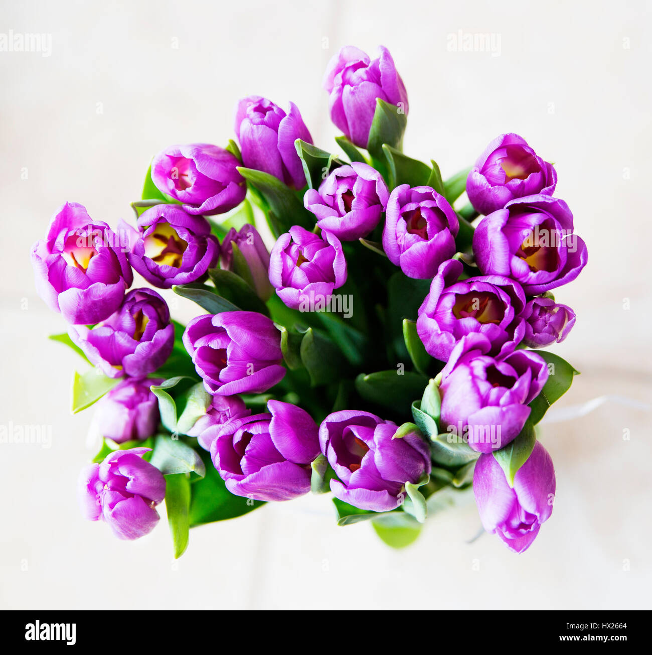 purple tulips cloe up Stock Photo - Alamy