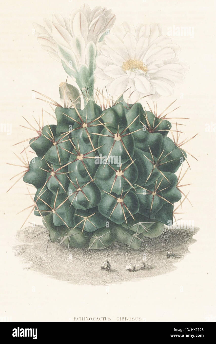 Gymnocalycium gibbosum Lem Stock Photo - Alamy