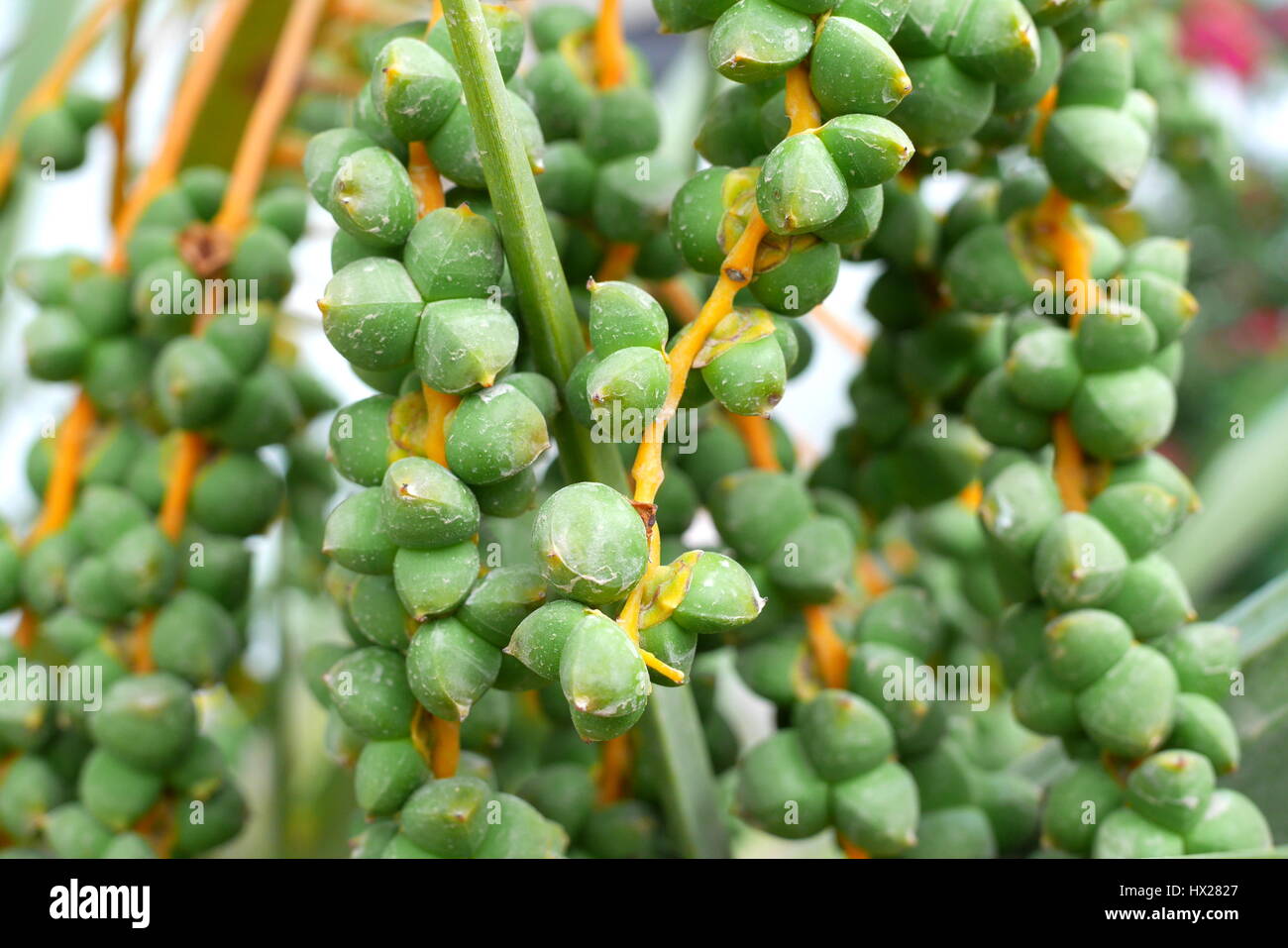 Kimri High Resolution Stock Photography and Images - Alamy