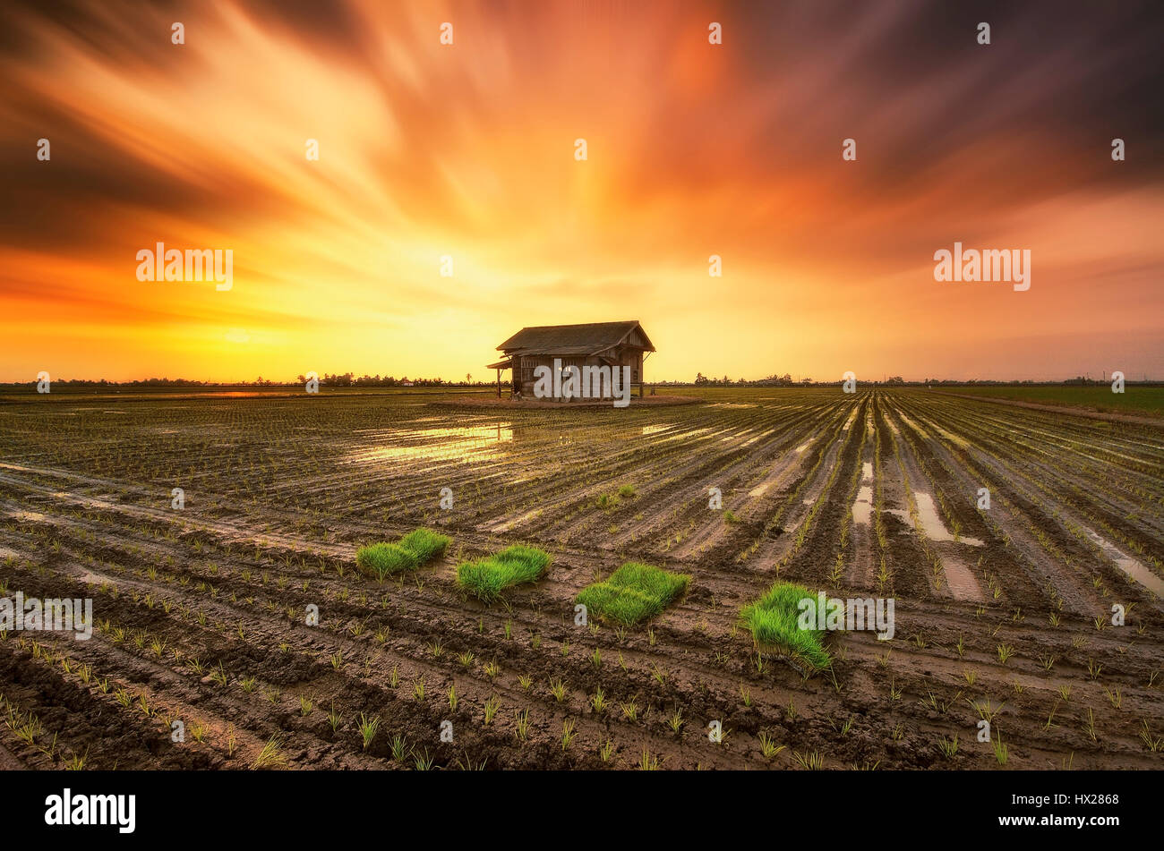 Beautiful Of Sekinchan Paddy Field Stock Photo - Alamy